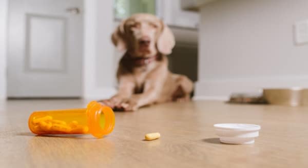 Why is Tylenol Poisoning Harmful to Dogs and Cats? | Pin Paws