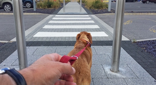 6 Tips to Stop Dog Pulling on a Leash - Pin Paws